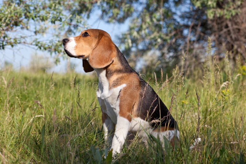 Beagle on Hind Legs Begging Stock Image - Image of pretty, pups: 13177347