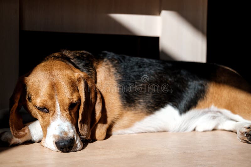 Beautiful Beagle Dog Resting on the Floor Stock Image - Image of doggy ...
