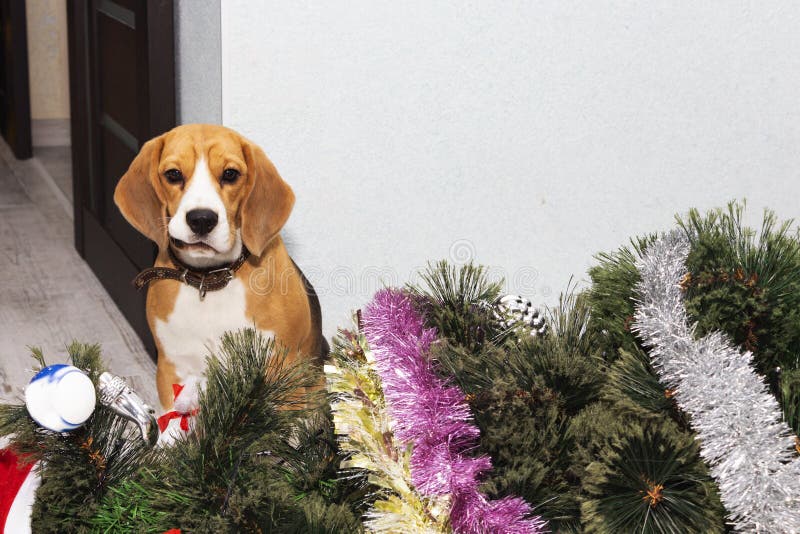 A Beautiful Beagle Dog Sits Near a Fallen Christmas Tree. Stock Image ...