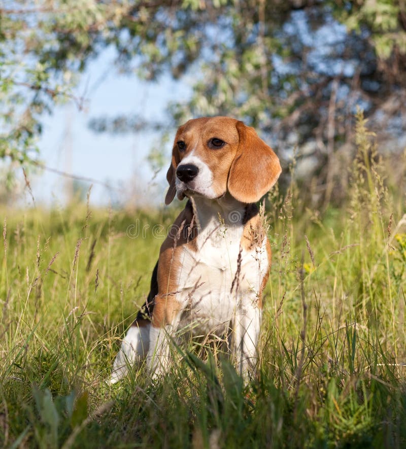 Fall beagle dog stock image. Image of warm, bokeh, face - 35091247