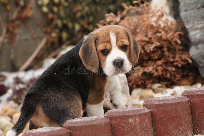 Beautiful Beagle Puppy in Winter Stock Photo - Image of breed ...