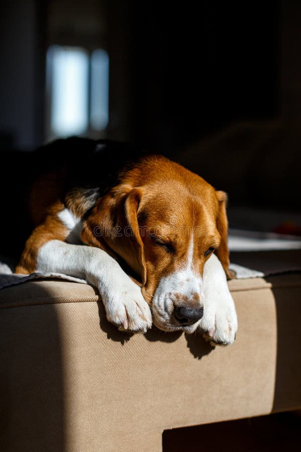 Beautiful Beagle Sleeping on a Couch Stock Photo - Image of canine ...