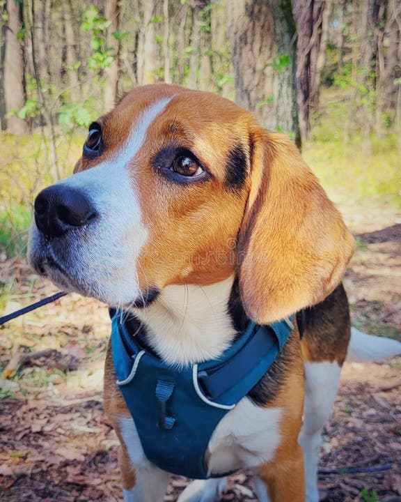 Beautiful Beagle in Spring Forest. Stock Image - Image of beagle ...