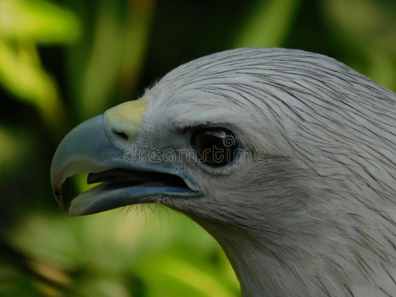 Beautiful Beak and Stripes of an Eagle Stock Image - Image of attention ...