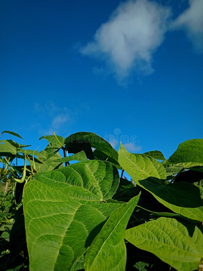 A Beautiful Bean Plant Gave a Lot of Fruit Stock Photo - Image of ...