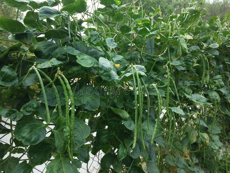 A Beautiful Bean Plant Gave a Lot of Fruit Stock Photo - Image of ...