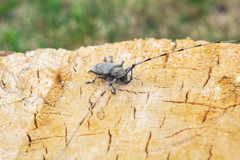 Beautiful Bearded Beetle on a Tree Stock Photo - Image of cracks ...