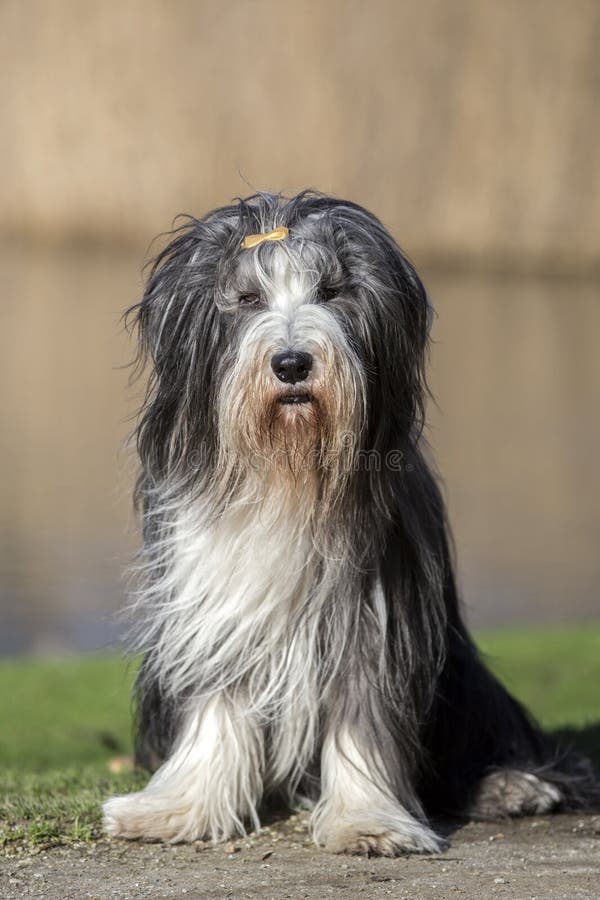 Bearded Collie stock photo. Image of white, cute, nature - 99078056