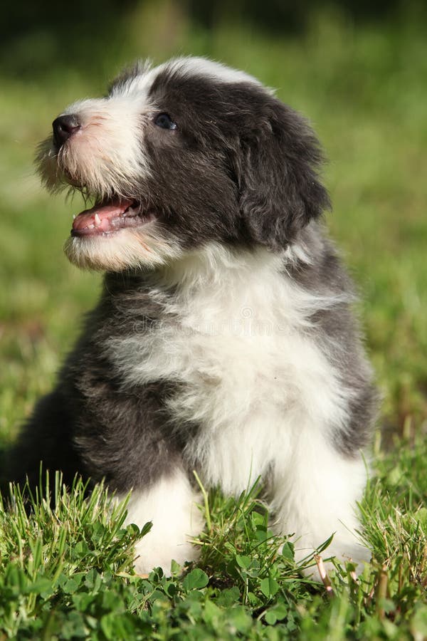 Beautiful bearded collie stock photo. Image of black - 43870898
