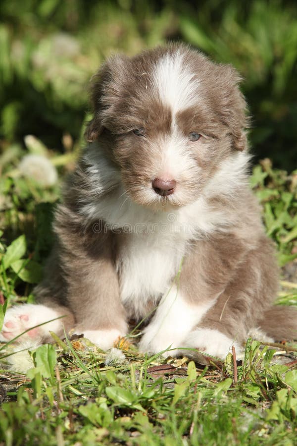 Beautiful bearded collie stock image. Image of whelp - 43390919