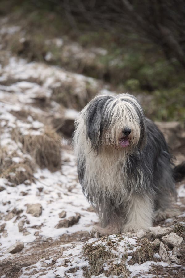 Beautiful Bearded Collie stock image. Image of nature - 83184601
