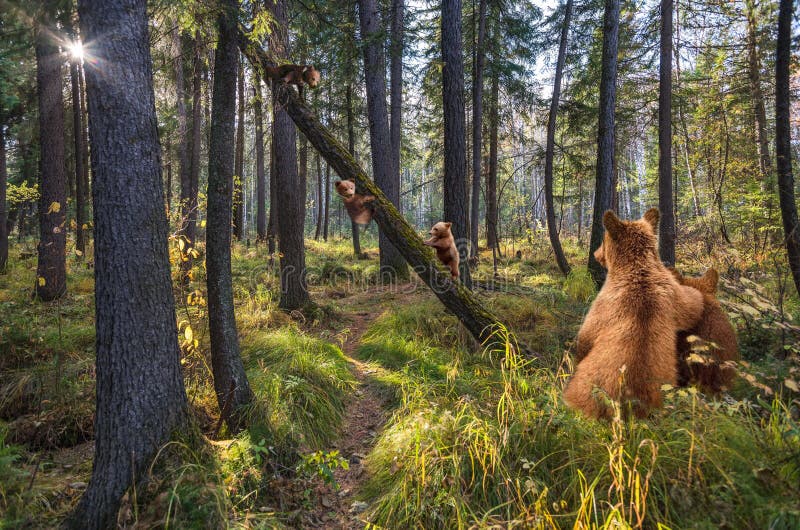 Deer Pussy Animated Stock Photos - Free & Royalty-Free Stock Photos ...