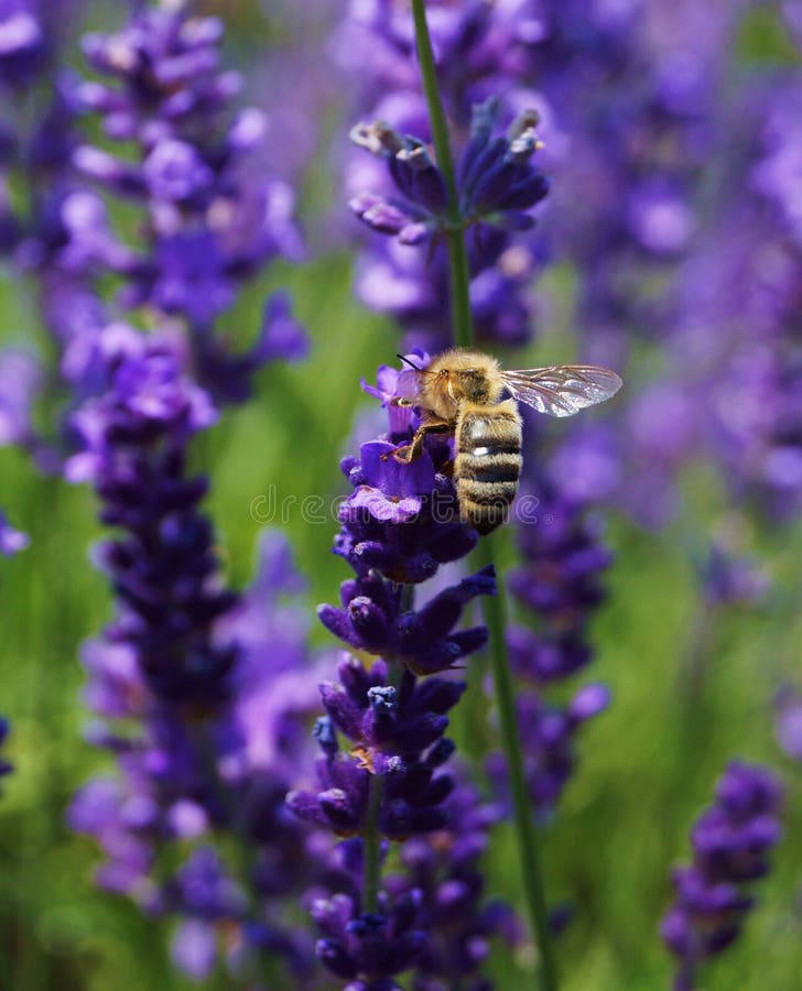 Beautiful bee stock image. Image of field, colony, bedding - 37606949