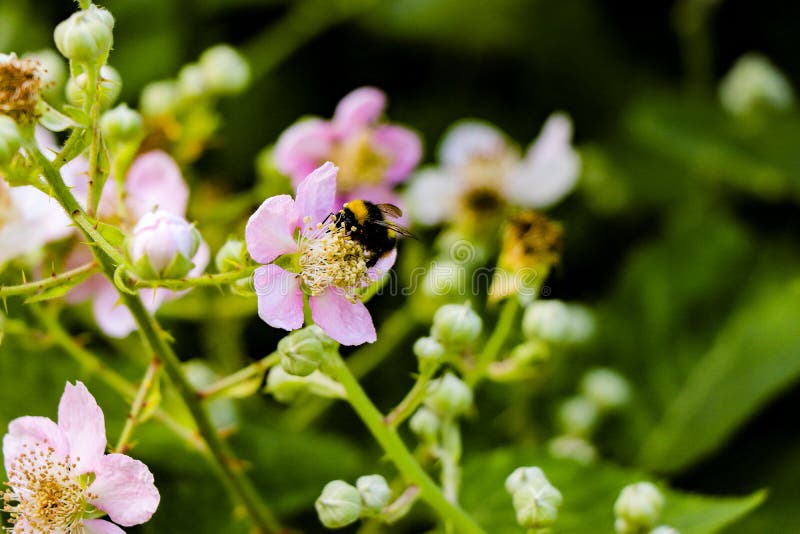 Beautiful, Bee, Bloom Picture. Image: 118546117