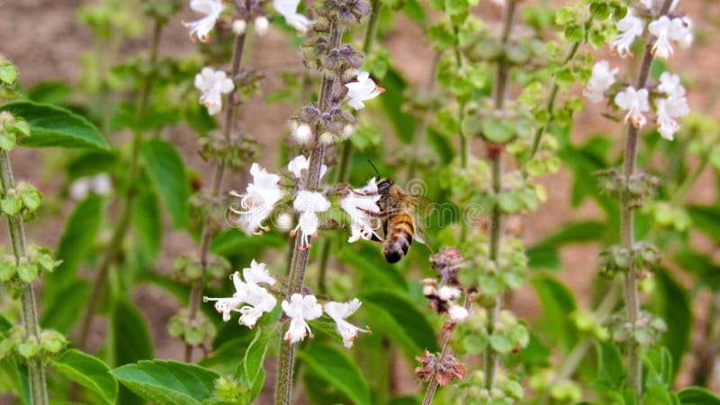 Beautiful Bee Doing Its Pollination Work on Basil Flower Stock Image ...