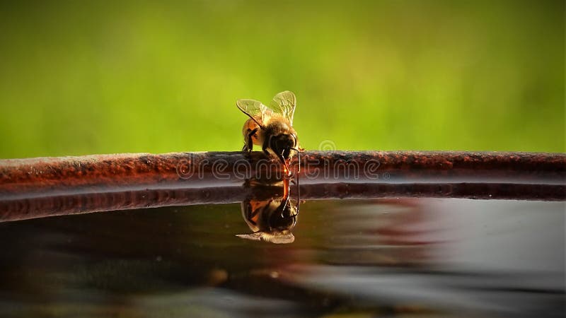 Bee Drinking from Bird Bath Stock Photo - Image of legs, bird: 190574774