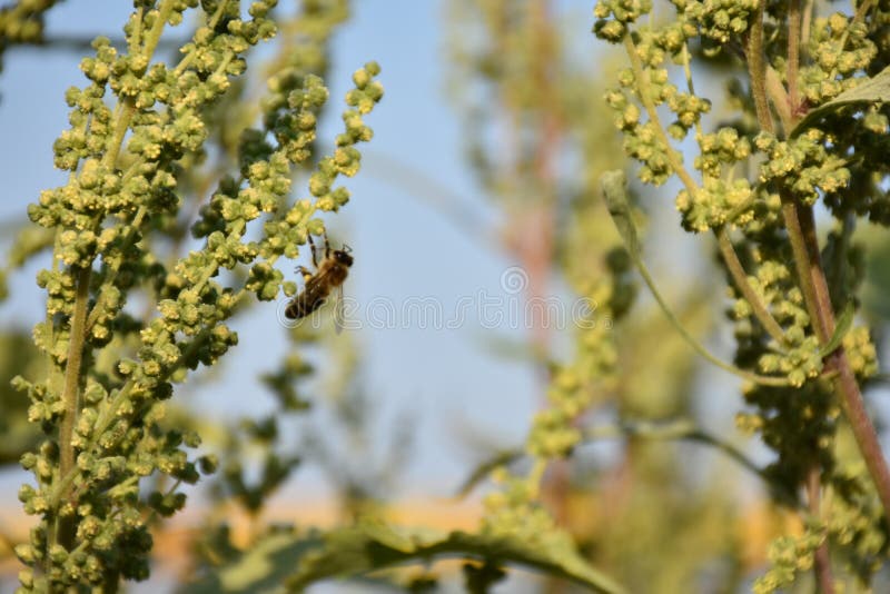 Beautiful bee field meadow stock photo. Image of beautiful - 99697040