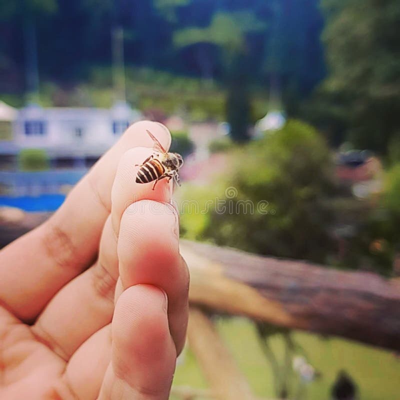 Beautiful Bee in My Hand Very Chubby Stock Photo - Image of chubby ...
