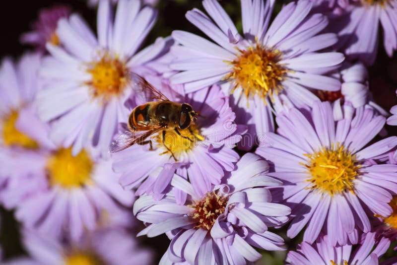 Bee on Spring Flowering Flowers Stock Image - Image of spring ...
