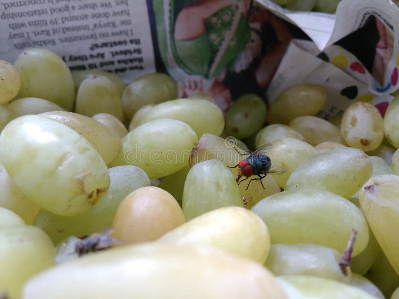 Beautiful bee..zoom it.. stock image. Image of beezoom - 92340983