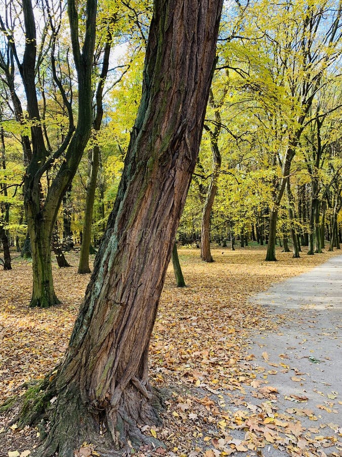 Beautiful Beech Canopy Road in Park Stock Photo - Image of lines ...
