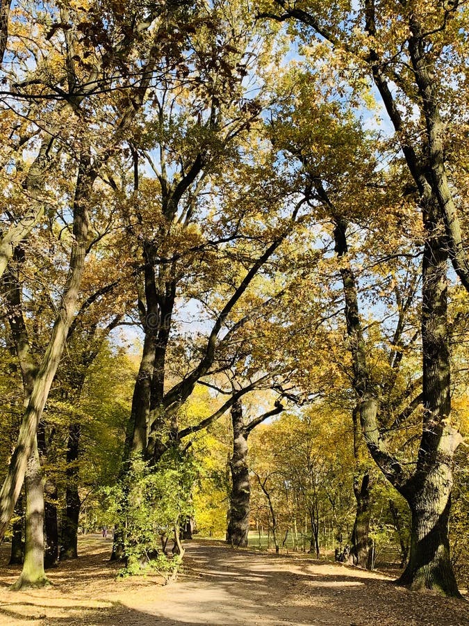 Beautiful Beech Canopy Road in Park Stock Image - Image of colorful ...