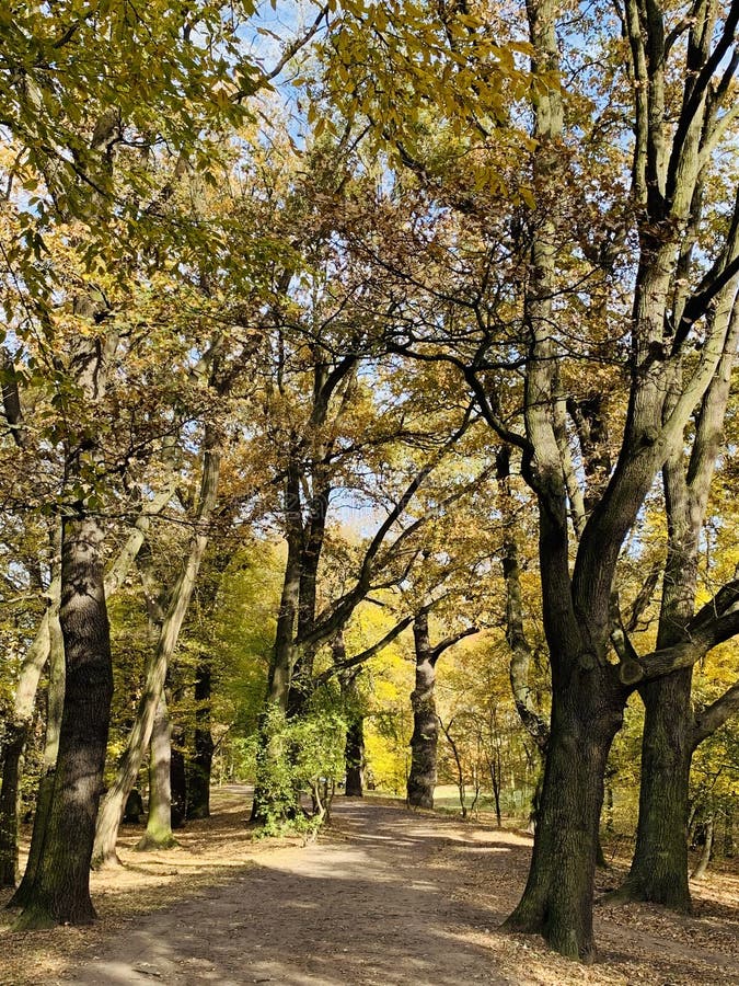 Beautiful Beech Canopy Road in Park Stock Photo - Image of landscape ...