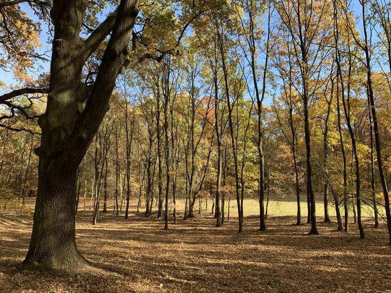 Beautiful Beech Canopy Road Stock Image - Image of botanical, awesome ...