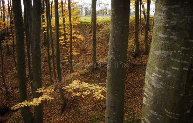 Beautiful Beech Forest in Autumn Stock Photo - Image of leaf, forest ...