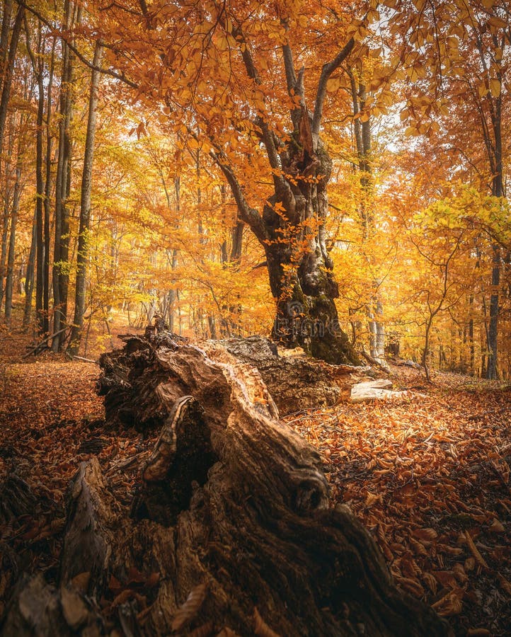 Beautiful Beech Forest with a Fallen Tree in the Foreground. Amazing ...