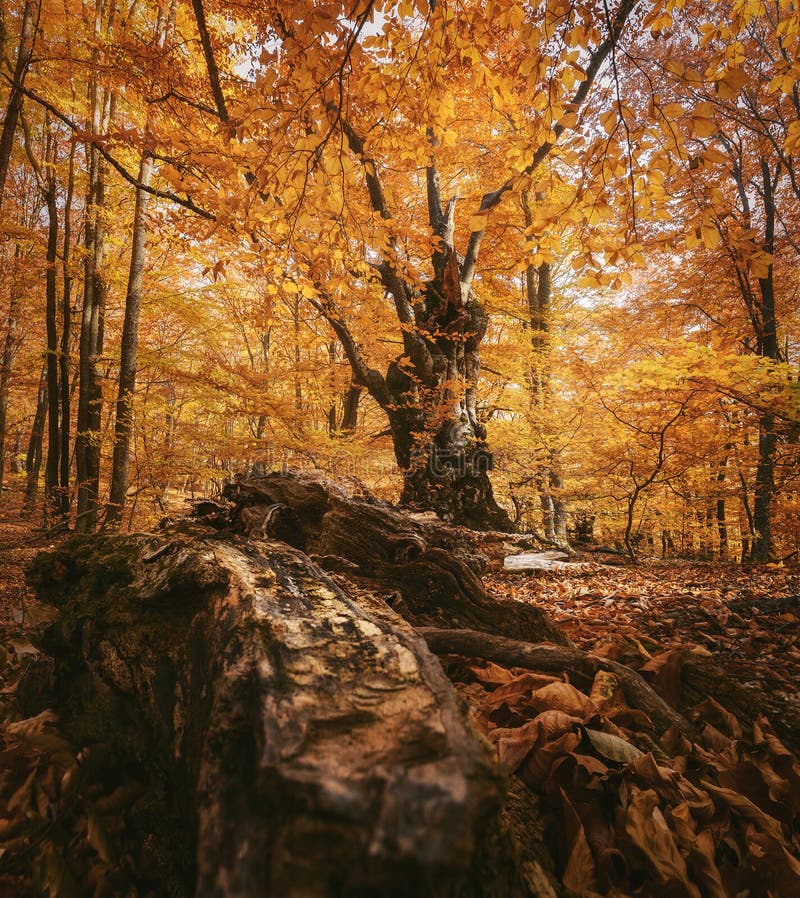 Beautiful Beech Forest with a Fallen Tree in the Foreground Stock Photo ...