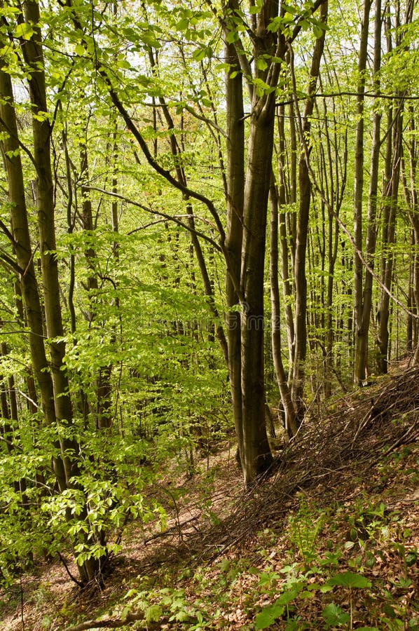 Beautiful beech forest stock image. Image of april, green - 80759373