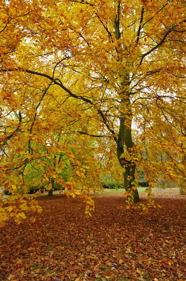 Beech stock image. Image of tree, autumn, season, still - 147765755
