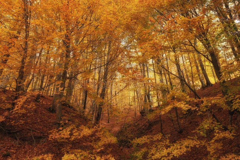 Beautiful Beech Tree Forest in Fall Stock Photo - Image of outdoors ...