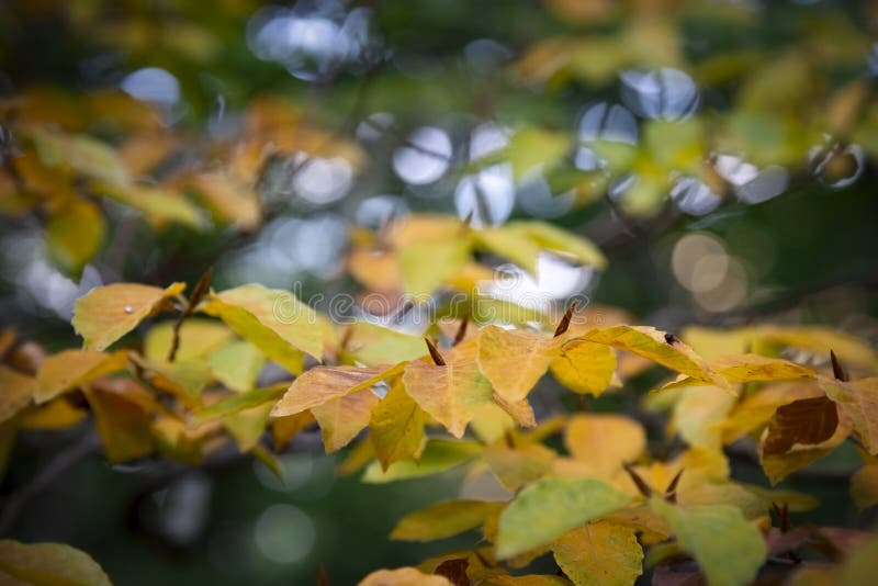 Beautiful Beech Tree Leaves in Autumn Forest Stock Photo - Image of ...