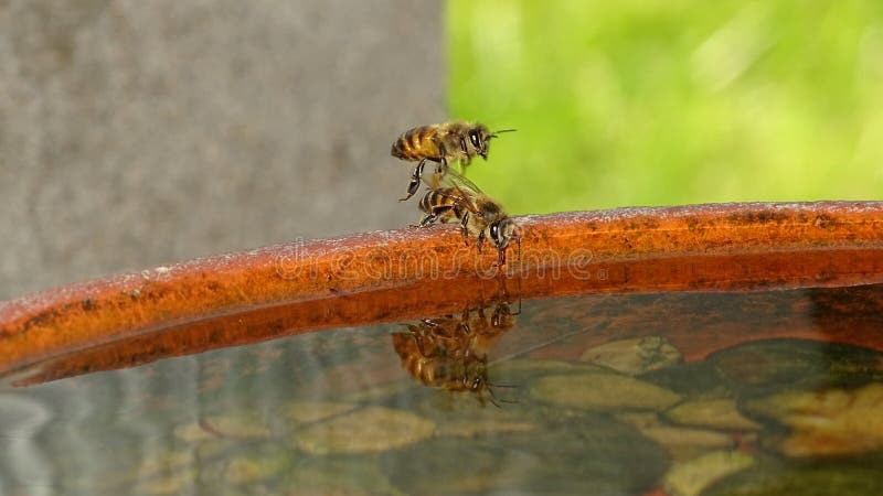 Bees Drinking from Bird Bath Stock Image - Image of stripes, reflection ...