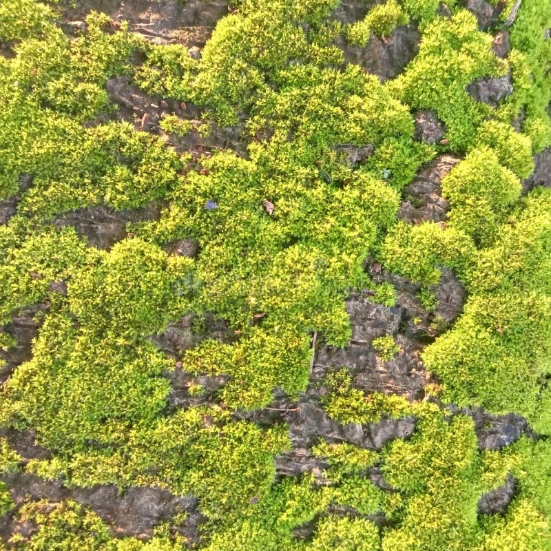 Beautiful Begron Stock Photos - Free & Royalty-Free Stock Photos from ...