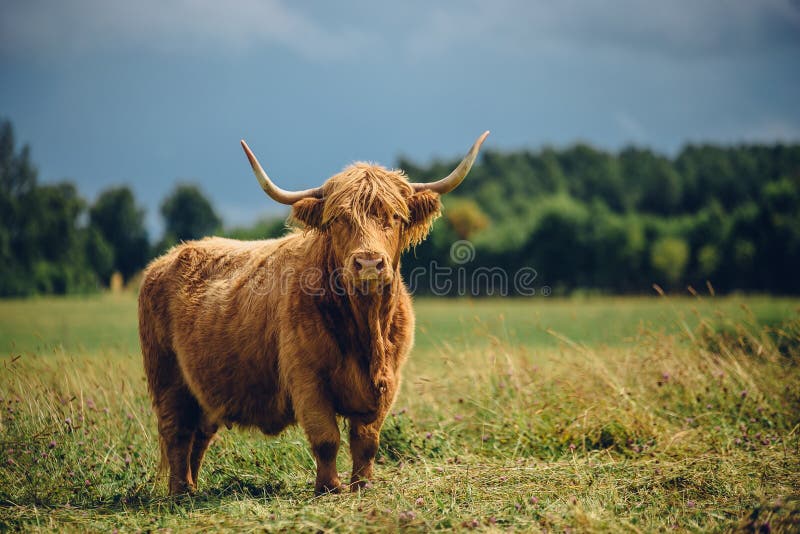 Beautiful Beige Bull Standing in the Green Field Stock Image - Image of ...