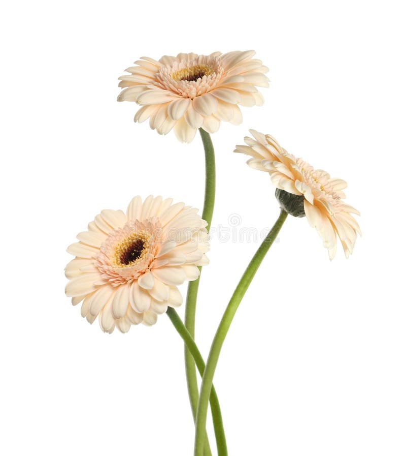 Beautiful Beige Gerbera Flowers Isolated on White Stock Image - Image ...