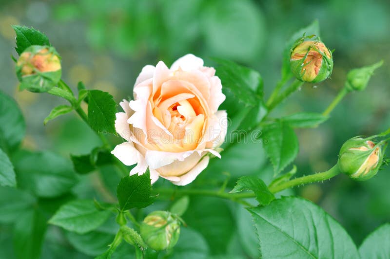 Beautiful Beige Rose Flower with Buds Stock Image - Image of nature ...