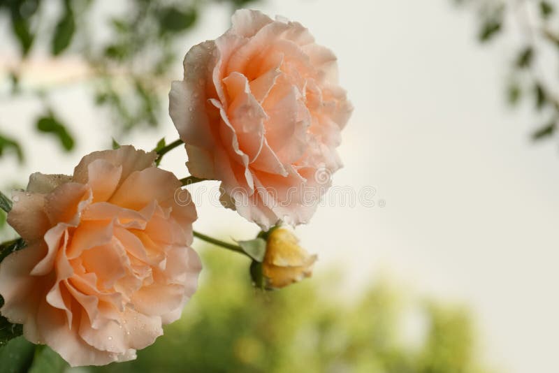 Beautiful Beige Roses with Water Drops on Blurred Background, Closeup ...