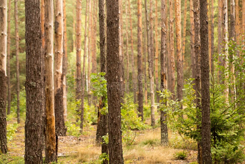 Beautiful Belarusian Forest in the Rays of the Bright Sun Stock Photo ...