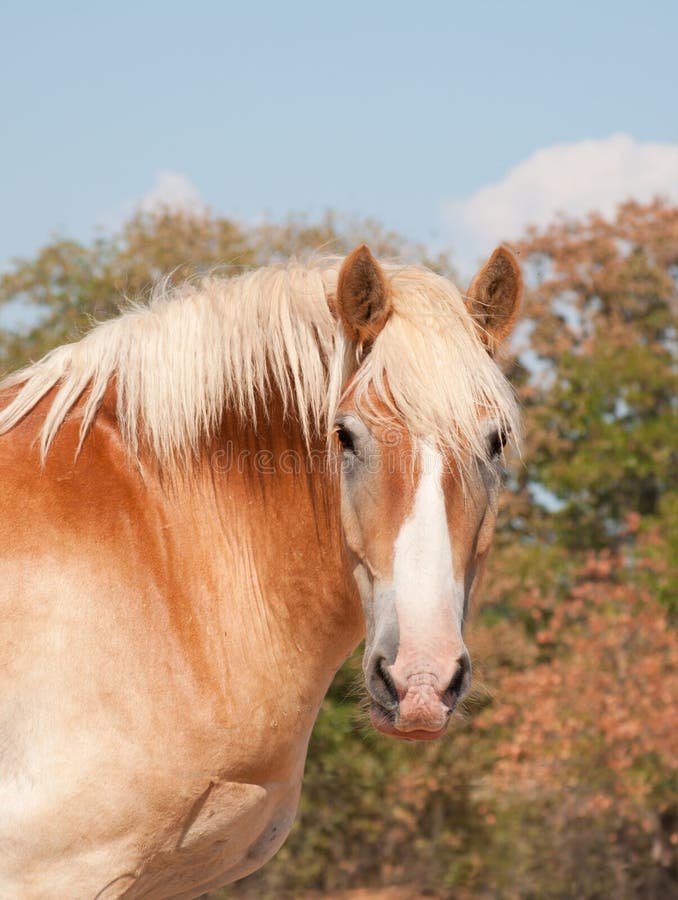 A beautiful Belgian Horse stock image. Image of breed, belgian - 967397