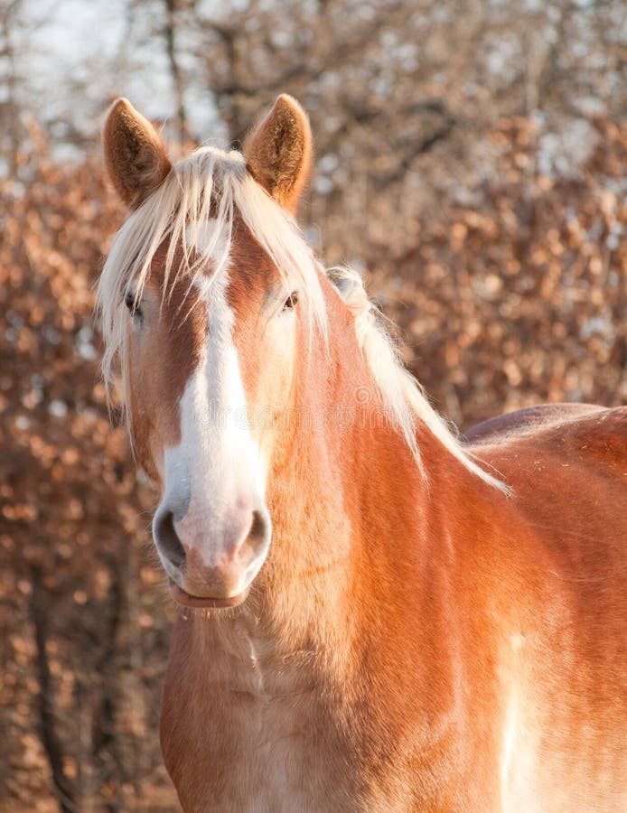 A beautiful Belgian Horse stock image. Image of breed, belgian - 967397