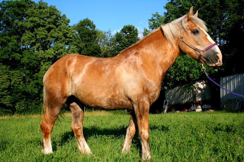 A beautiful Belgian Horse stock image. Image of breed, belgian - 967397