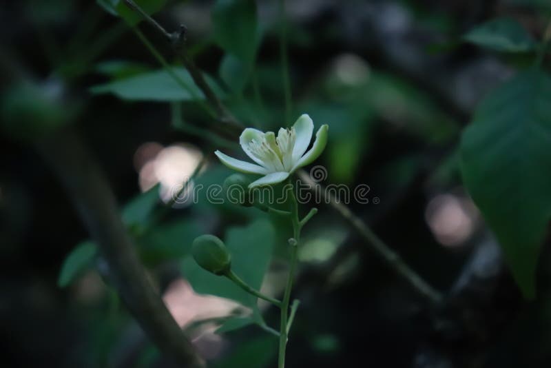 Beli flower in the forest stock photo. Image of time - 258537896