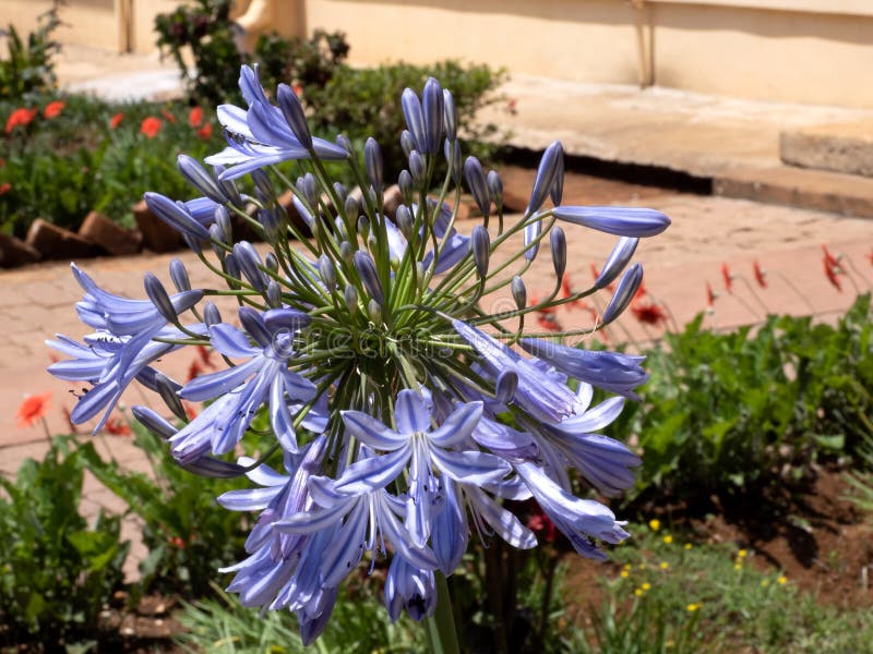 The Beautiful Bell Blue Flowers in the South of Madagascar Stock Image ...