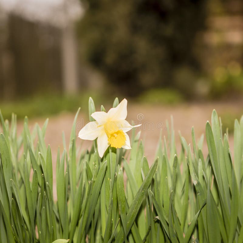 Beautiful Bell Flowers Blooming in the Garden Stock Photo - Image of ...