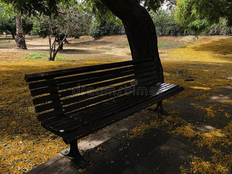 Beautiful Bench in the Park. Spring Sunny Day. Stock Photo - Image of ...
