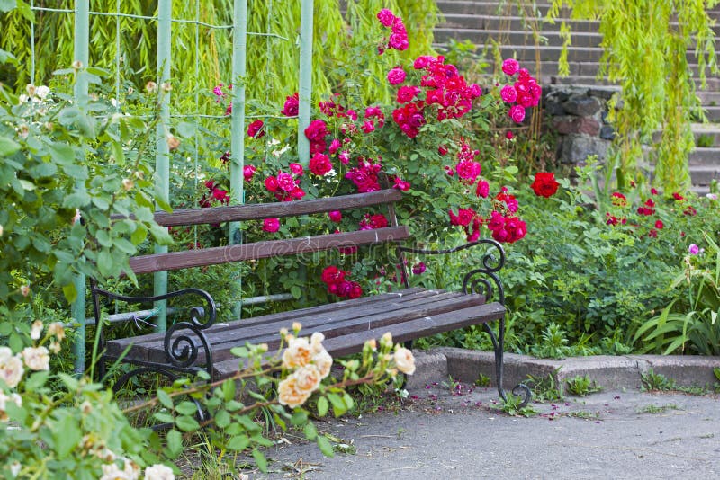 Beautiful Bench in Park, with Rose Flower Bushes Stock Image - Image of ...